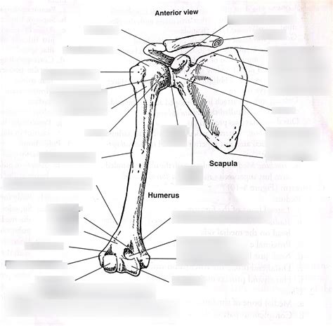 Humerus And Scapula Anterior View Diagram Quizlet