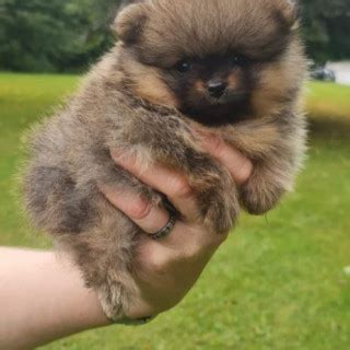 1 år gammal Pomeranian säljs av Susanne från Skövde Skaffa Hund