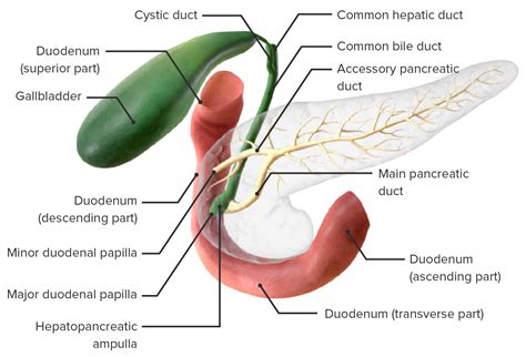 Intestino Delgado Anatomia Concise Medical Knowledge