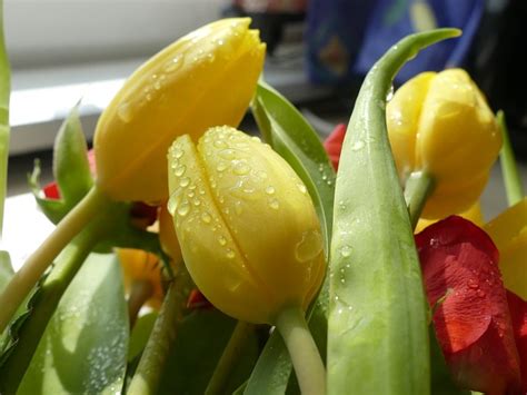Karangan Bunga Tulip Musim Semi Foto Gratis Di Pixabay Pixabay