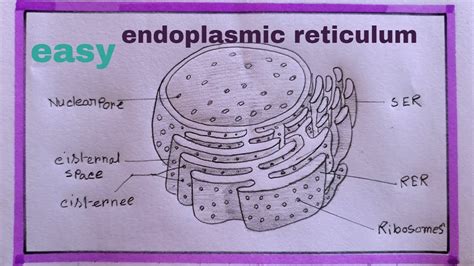 How To Draw Endoplasmic Reticulum Step By Step YouTube