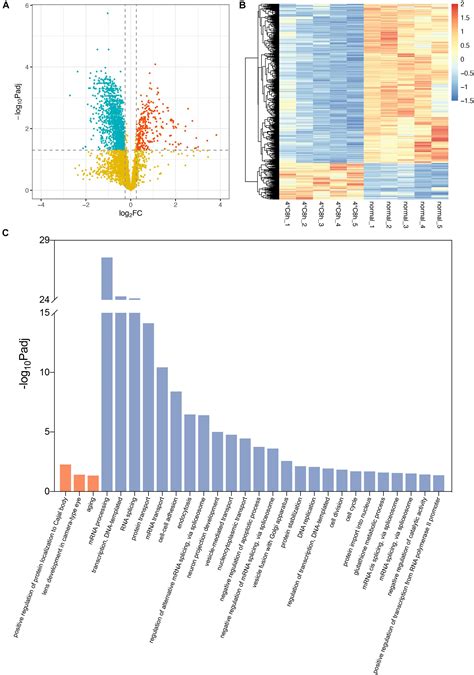 Frontiers Integrated Transcriptomic And Proteomic Analysis Reveals Up