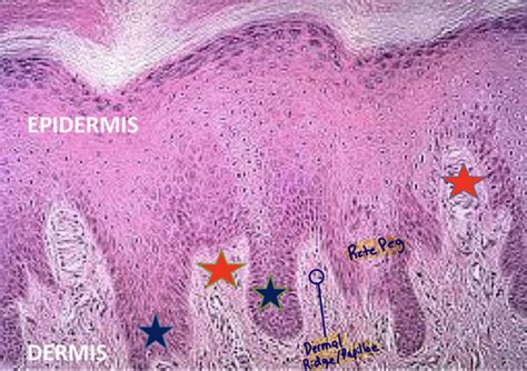Sn Integument Histology Flashcards Quizlet