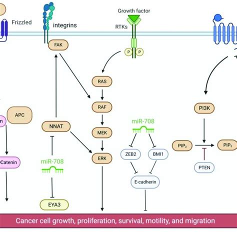Regulatory Functions Of MiR 708 On Targets Action Of Signaling Pathways