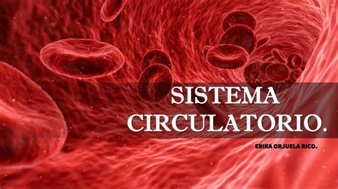 Sistema Circulatorio Psique Forte Udocz