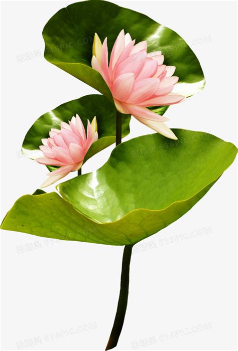 粉色莲花图片素材图片免费下载 PNG素材 编号vn2igew56 图精灵