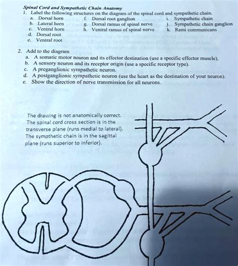 SOLVED Spinal Cord And Sympathetic Chain Anatomy Label The Following