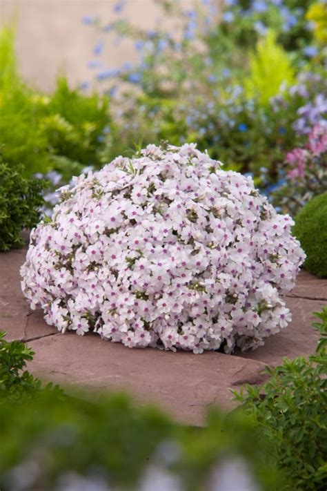 Phlox S Amazing Grace P9 Cm