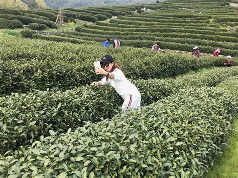 Exploring The Famous Longjing Tea Village Travels In Asia