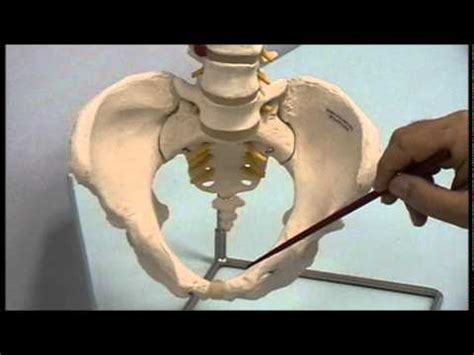 Female Bony Pelvis 1 Relevant Osteology YouTube