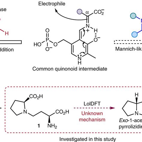 Plp Dependent Mannichase And Loline Biosynthetic Pathway A Mechanistic