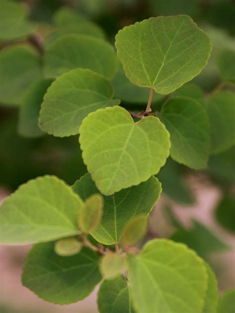 Hannas Heart Katsura Tree J Frank Schmidt Son Co