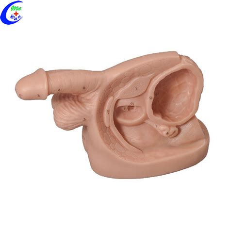 Human Medical Internal And External Genital Organ Model Simulation In