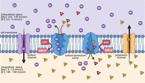 Schematic Representation Of K Na And Tl Transport Across Cellular