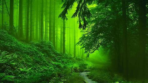 Beautiful Trees Nature Landscape Wallpapers Wallpaper Cave