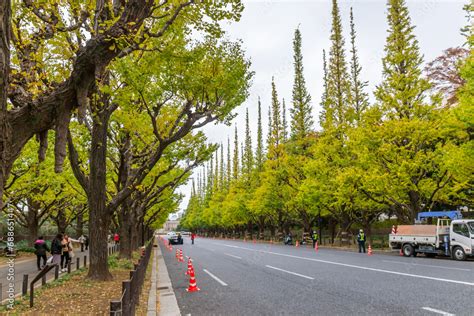 Meiji Jingu Gaien Street With Its Yellowing Ginkgo Trees Is A Popular
