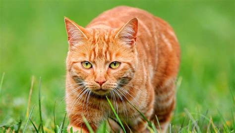 De dónde vienen los gatos naranjas atigrados