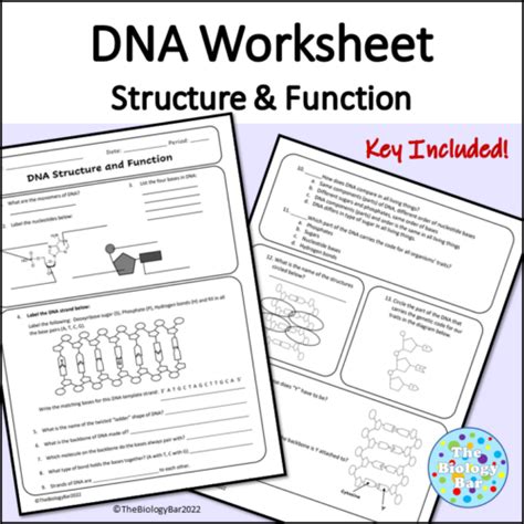 DNA Worksheet Structure Function With Digital Format Made By Teachers