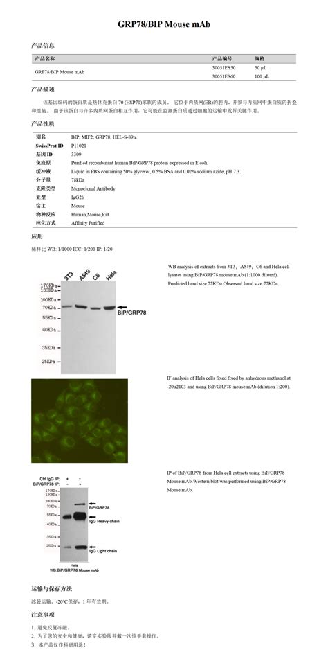 Grp Bip Grp Bip Mouse Mab