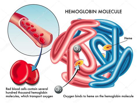 Structure Of Human Hemoglobin Molecule Stock Vector Image By Rob3000