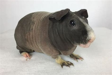 The Ultimate Guide To Skinny Guinea Pigs Tips For Happy Hairless Pets