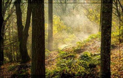 Free Images Path Woodland Ecosystem Temperate Broadleaf And Mixed
