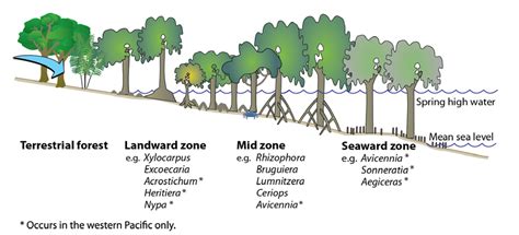 1 the three zones typical of mangrove habitats in the tropical pacific download scientific