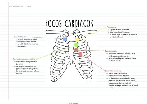 Focos Cardiacos Samira Cuayla Mamani UDocz