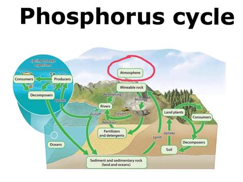 The Phosphorus Cycle Diagram Quizlet