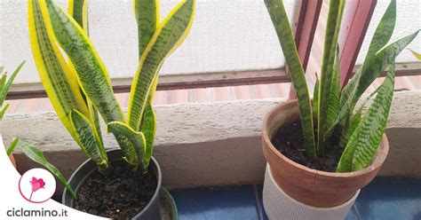 5 Cose Che Dovresti Sapere Se Vuoi Tenere La Sansevieria All Esterno D