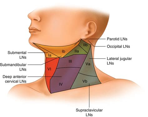 What Drains Into The Anterior Cervical Lymph Nodes Best Drain Photos