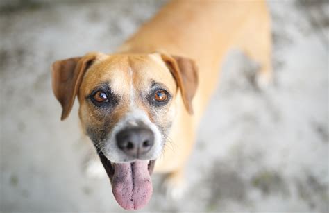 Cachorro Vira Lata Branco E Caramelo