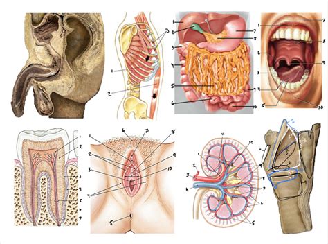 Final Lab Practical Diagram Quizlet