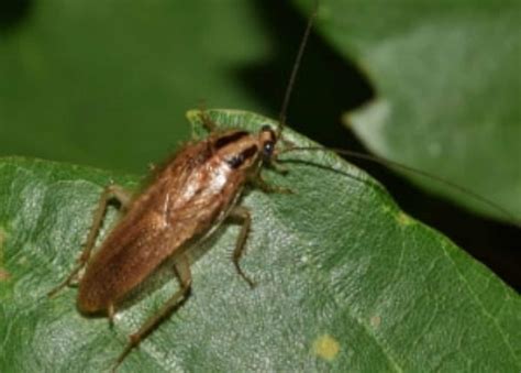 Guide Identifying Bugs That Look Like Roaches Mistaken Identity