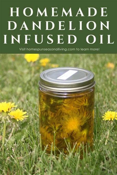 Making And Using Dandelion Oil Homespun Seasonal Living