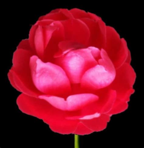 Pin By DR M HAYAT KHAN On DR M HAYAT KHAN Flowers Plants Rose