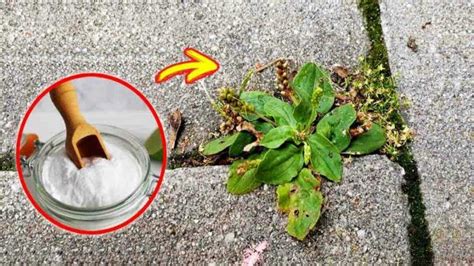 Voici comment se débarrasser des mauvaises herbes qui infestent le