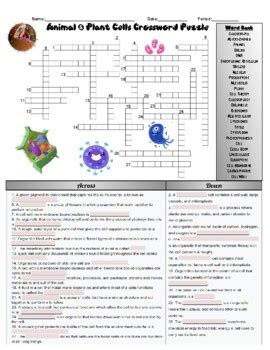 Bearcat Science Crossword Puzzle Bundle By Bearcat Science TPT