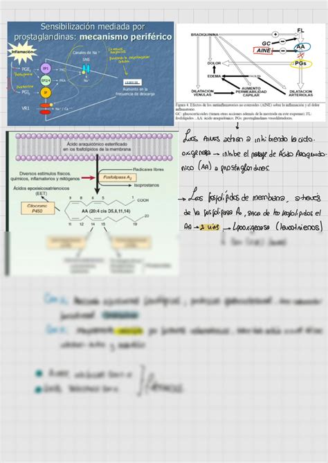 SOLUTION Farmacologia Del Dolor Aines Opioides Studypool