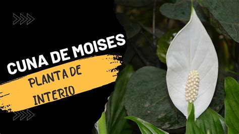 LOS 4 CONSEJOS QUE DEBES SABER PARA TENER CUNAS DE MOISES BELLAS YouTube