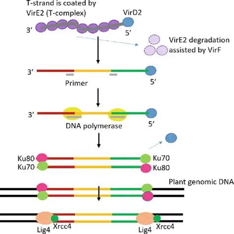 Agrobacterium Mediated Gene Transfer Mechanism Applications