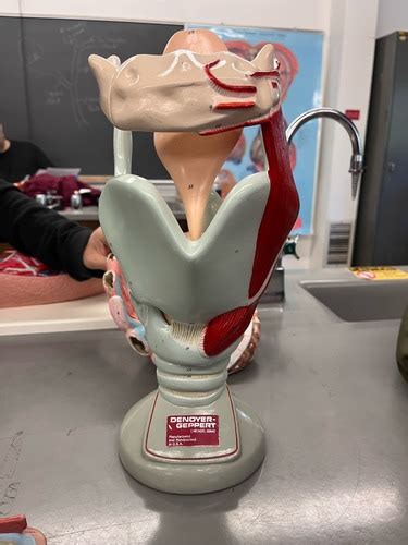 BIOL103 Larynx Flashcards Quizlet
