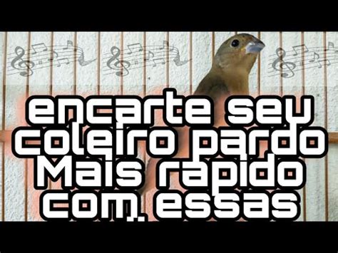Como Fazer Seu Coleiro Pardo Encartar R Pido Youtube