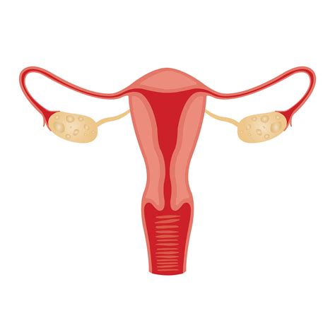 Illustration Of The Female Reproductive System Human Anatomy 11998586 Vector Art At Vecteezy