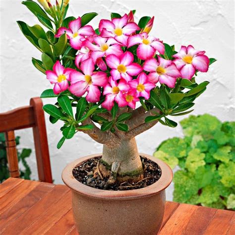 WINTER SALE Adenium Obesum Desert Rose Plant Anouk