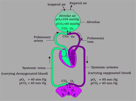 Exchange Of Gases Transport GCSE Biology Revision Notes