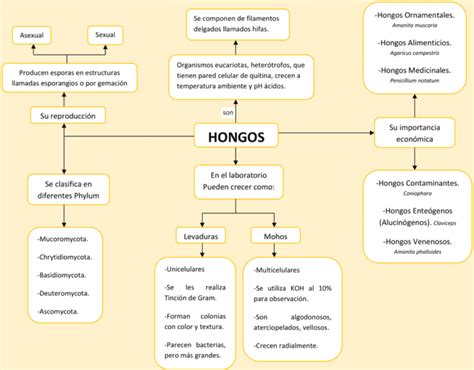 Mapas Conceptuales De Los Hongos Descargar