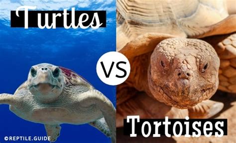 Turtles And Tortoises Slide Quiz Bank Home