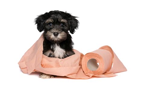 Propreté chiot Comment apprendre à son chiot à être propre Assur