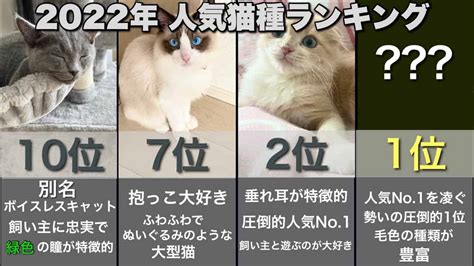 2022年最新版人気猫種ランキングTOP10 動物犬猫 他色々まとめ動画